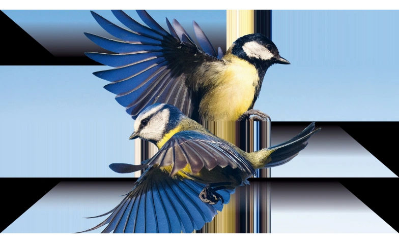 Der Vogelhändler in Winterthur | Theater & Bühne
